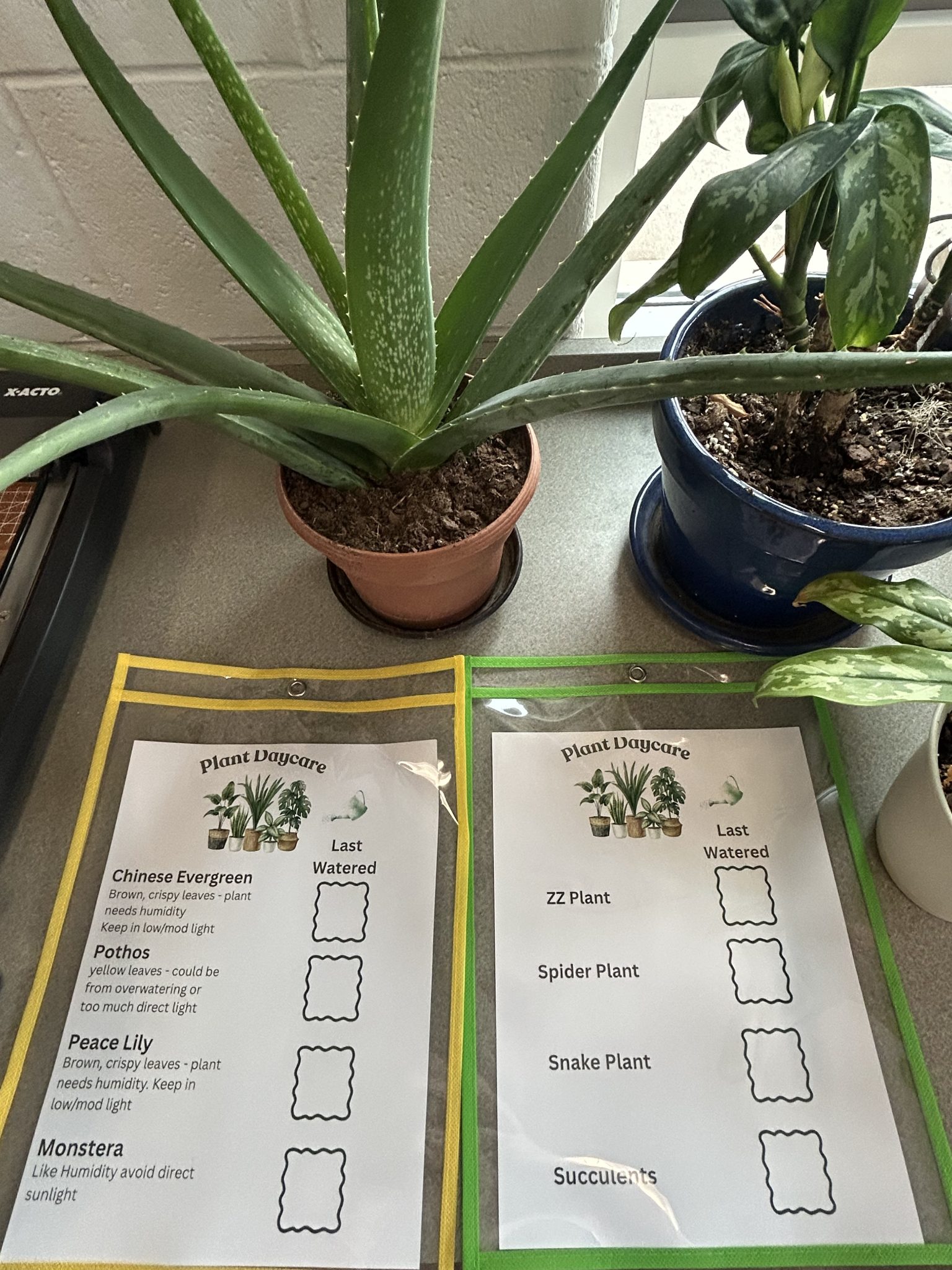 Classroom Plants | PV School District Foundation