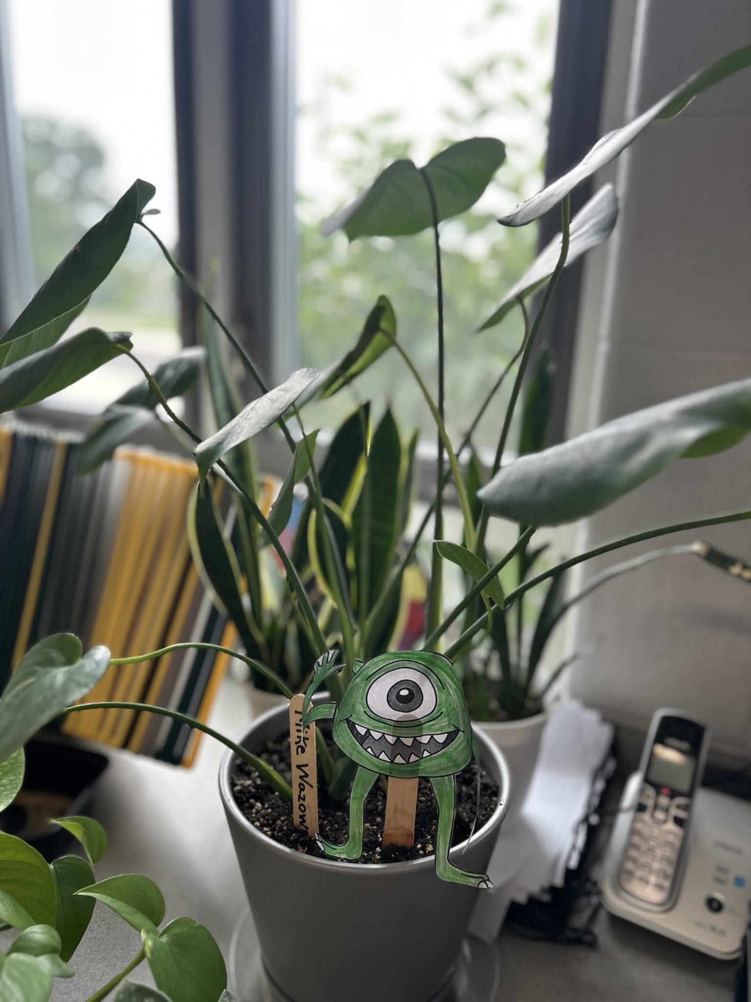 Classroom Plants | PV School District Foundation
